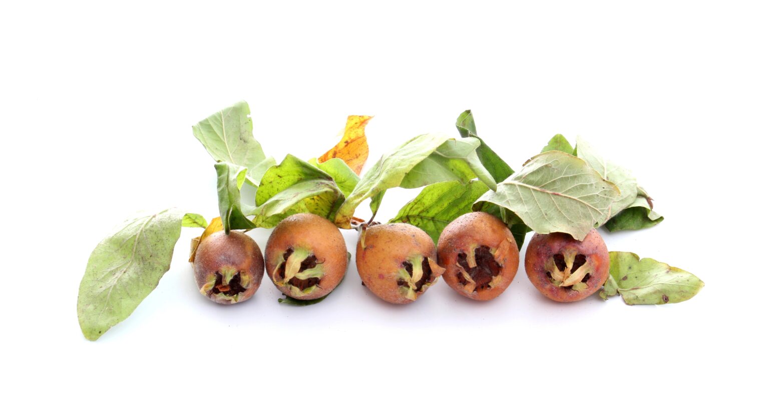 Beyaz Arka Planda Yapraklı Olgunlaşmamış Muşmula – Su Stock Fotoğrafları