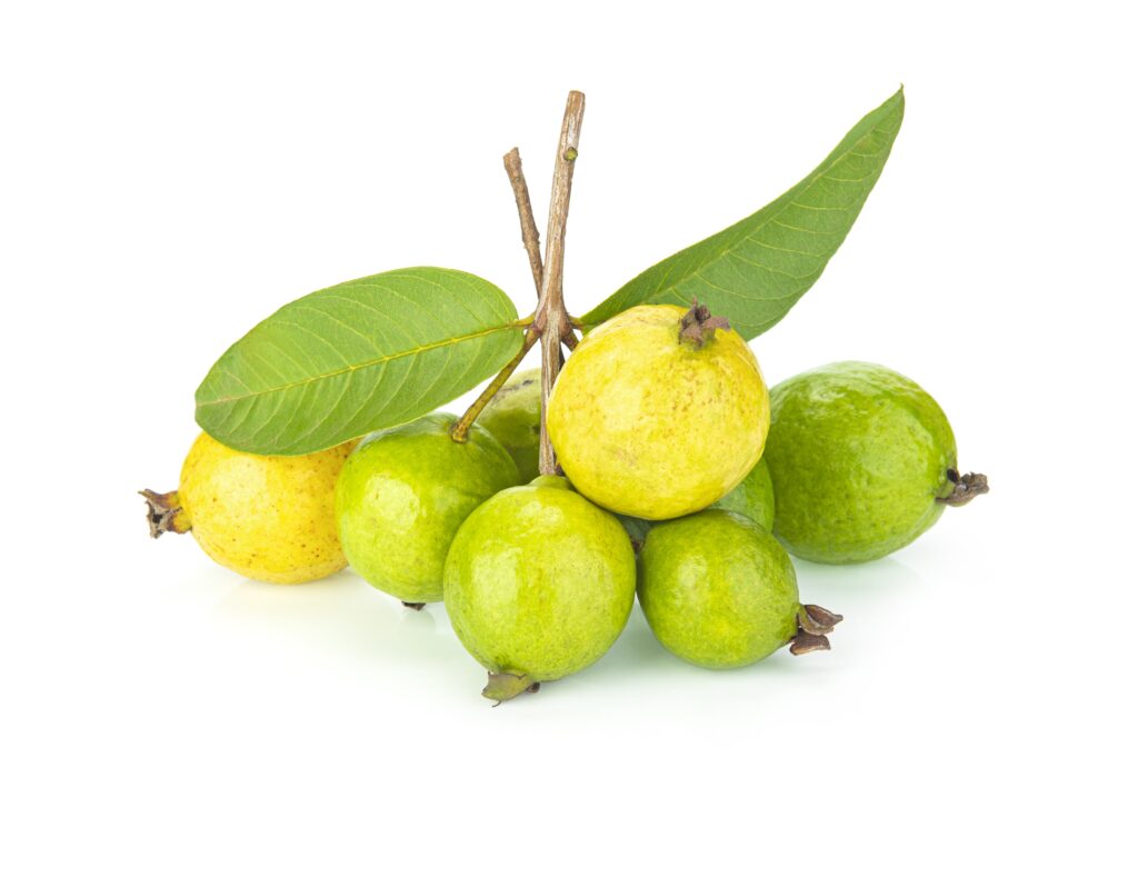 İzole Beyaz Arka Planda Guava: Doğanın Su Zengini Meyvesi – Su Stock ...